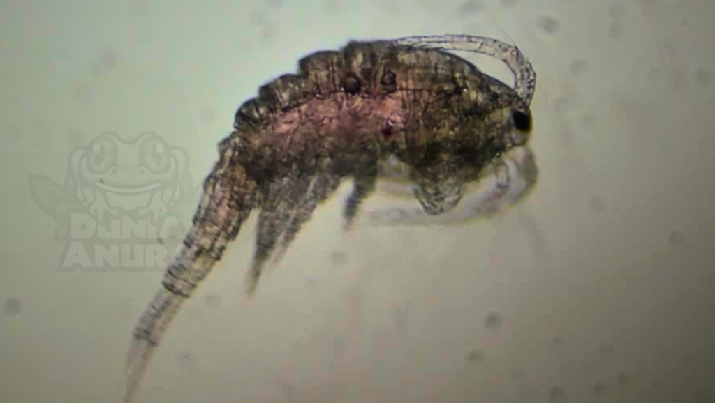 Copepoda Zoo plankton - Dunia Anura